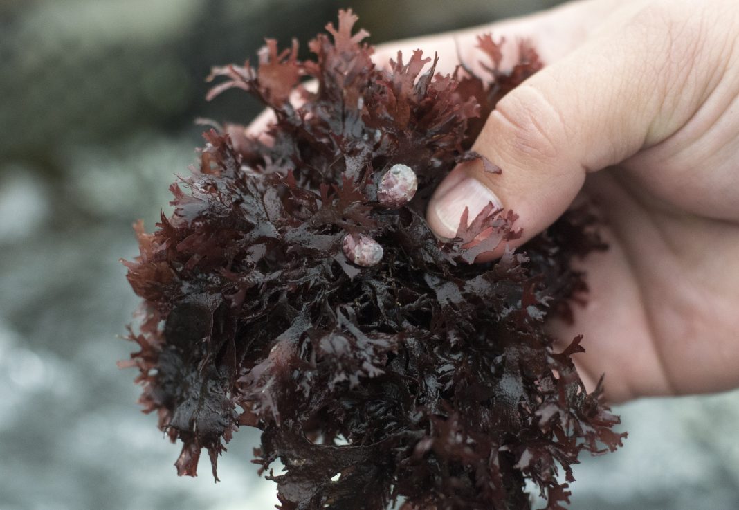 Abalone farming benefits Monterey Peninsula - The Lutrinae