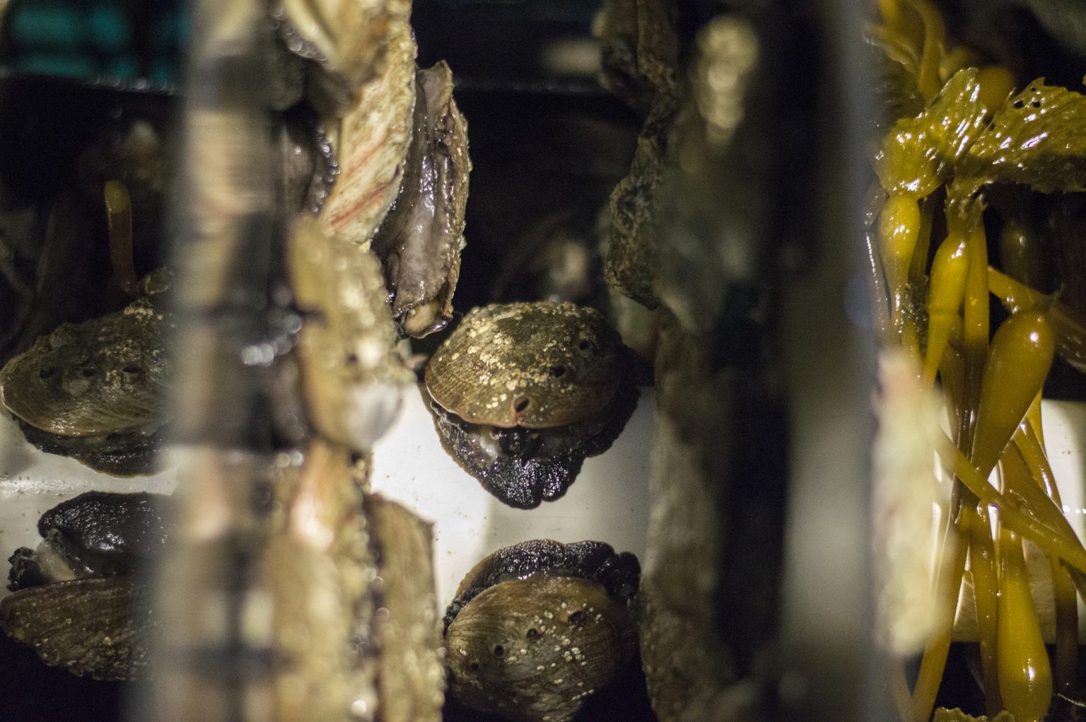 Abalone farming benefits Monterey Peninsula - The Lutrinae
